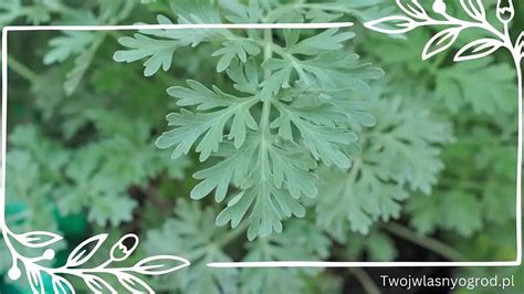 Bylica Piołun Opis Twojwlasnyogrodpl