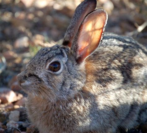 Cute Wild Rabbit Stock Image Image Of Brilliance Backyard 3240593