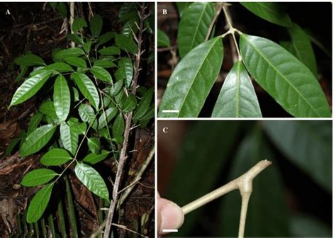 Santiria Apiculata Var Apiculata A Leaflets B Close Up Of Leaflets Download Scientific