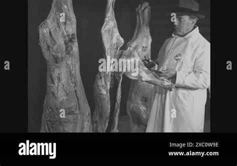 1943 A Food Safety Inspector Inspects Beef Inside A Meat Processing Plant Stock Video Footage