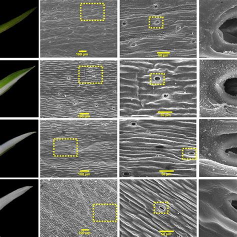 Morphology Of The Leaf Surface And The Differences In Stomatal Complex Download Scientific