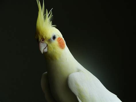 Cockatiel Wallpaper 1024x768 58240