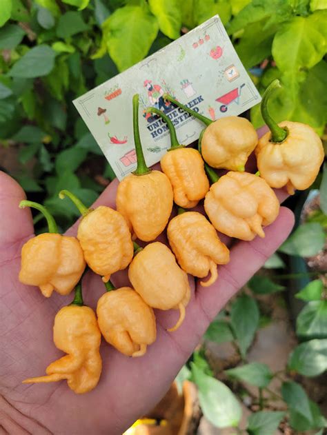 Pepper X Peach Pepper Seeds 2600000 Scoville Unique Creek Homest