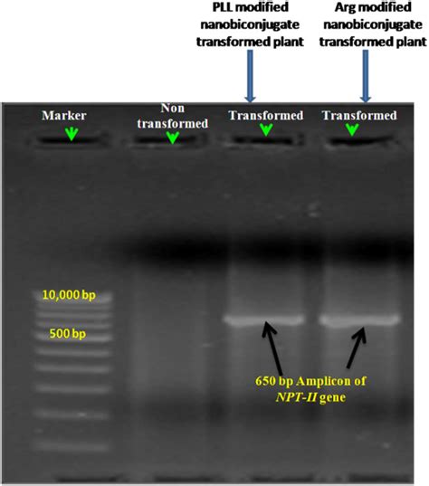 Detection Of Nanoplex‐mediated Transformed Plants By Using Pcr Download Scientific Diagram