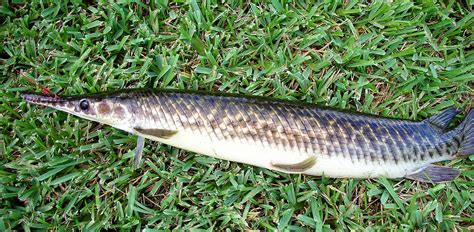 Florida Gar Characteristics Diet Facts And More [fact Sheet]