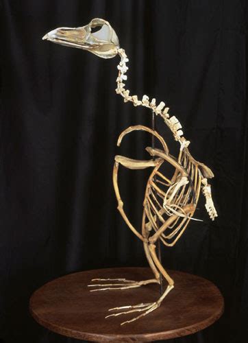 Ru Ornithology Charadriiformes