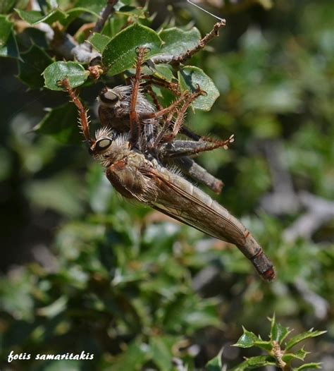 Stenopogon Junceus From Κρήτη Ελλάδα On August 9 2017 At 10 53 Am By Fotis Samaritakis