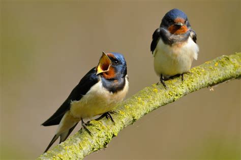 The Extraordinary Life Of Swallows What Do We Know About Them