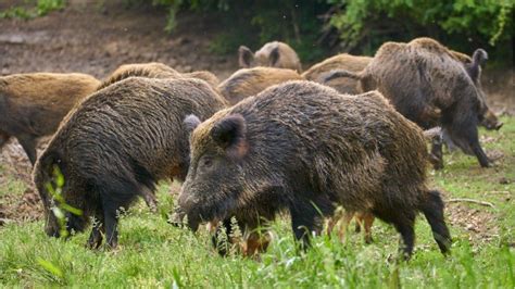 Wild Boar Hogs