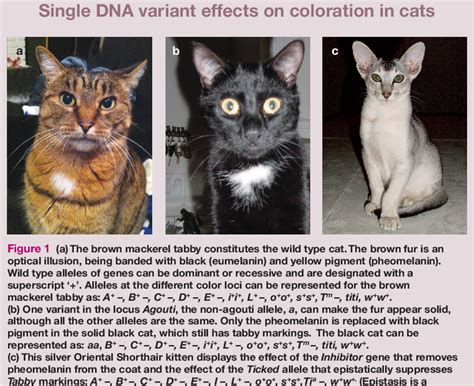 Figure 4 From Dna Mutations Of The Cat Semantic Scholar