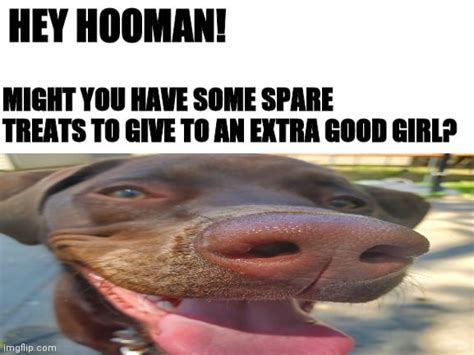 How Could I Say No To This Cute Pupper R Teenagers