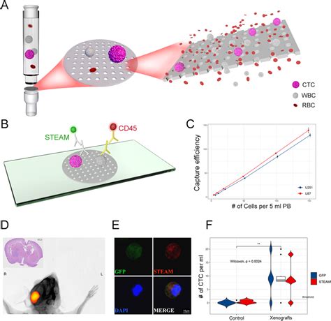 Operational Principle Of The Platform In Vitro And In Vivo Download Scientific Diagram