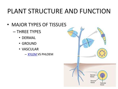 Ppt Plant Structure And Function The Last Chapter Powerpoint