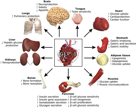 Glp 1 Glp 1 Support Formula