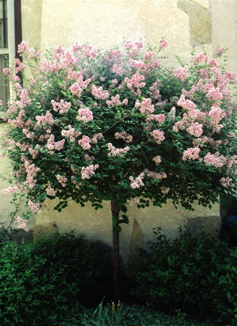 Dwarf Flowering Trees Zone 9 Sacramento Landscaping Deciduous Tree