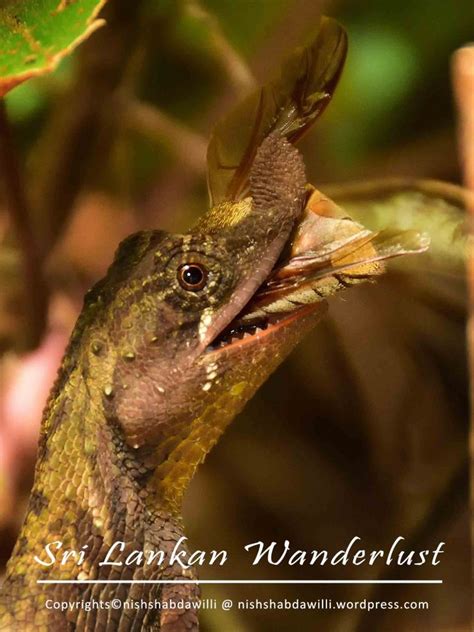 Leaf Nosed Lizard Sri Lankan Wanderlust