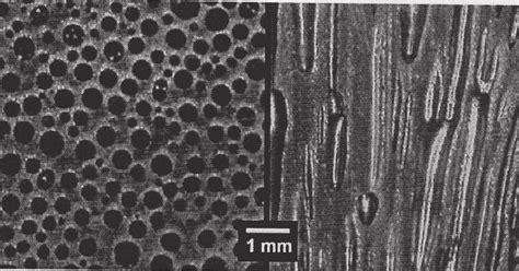 Cross Section Of Lotus Type Porous Material In Transversal A And