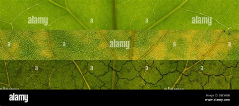Detailed Macro Photography Showing The Evolution Of Leaf Structures And