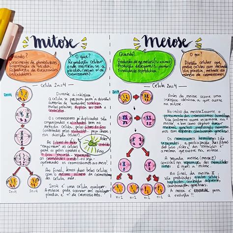 Divisão Celular Mapa Mental Nazaedu