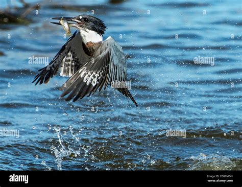 Belted Kingfisher Flight With Fish After Successful Dive During Autumn