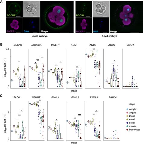 Small Rna Srna Pathway Component Expression In Human Oocytes And