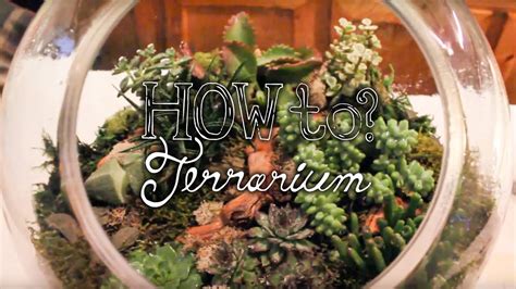 Make A Succulent Terrarium How To Terrarium Ep 1 Youtube