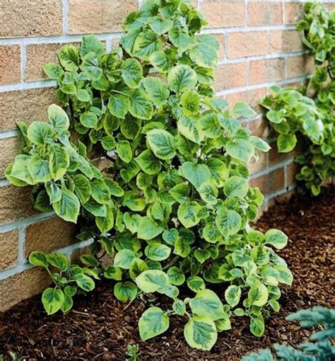 Miranda Variegated Climbing Hydrangea Natorps Online Plant Store