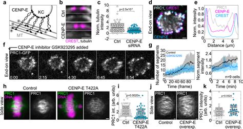 Cenp E Promotes Overlap Bundle Formation A Scheme Of Cenp E Driven Download Scientific Diagram