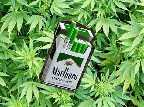 Marlboro Cigarettes Weed