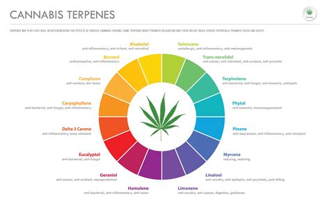 Terpenes In Cannabis Nutmeg Disrupted