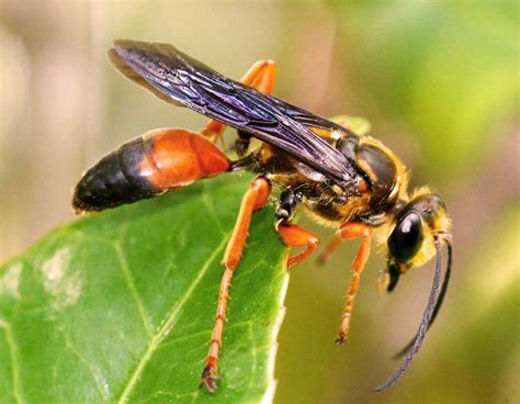 Red And Black Wasp Missouri