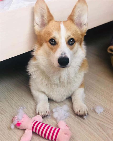 Download Funny Corgi Pictures