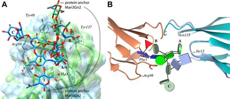 Superposition Of The Crystal Structures Of Fimh Complexed With