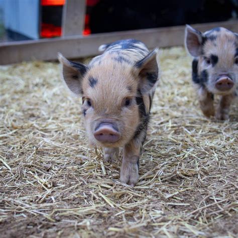Rondel Halbert Farm Jenny Halbert Farm