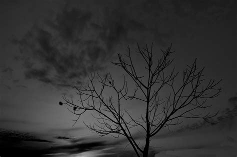 Naked Tree Landscape Photo Net