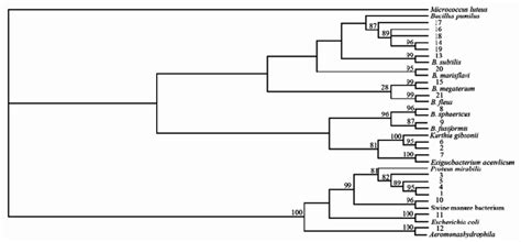 Mp Tree Of The 21 Bacteria Based On The 16s Rrna Gene Partial Sequences Download Scientific