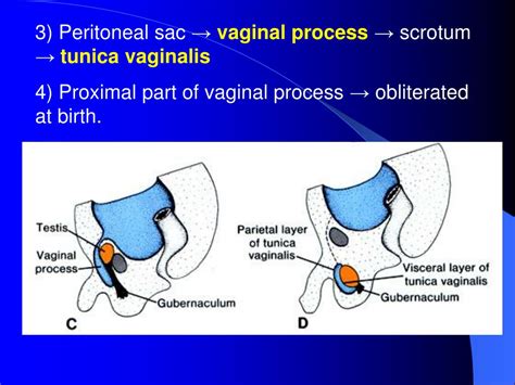 Ppt Histology And Embryology Teaching Ppt Dept Of Anat Hist And Embry