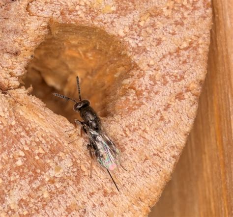 Chalcid Wasp Chalcid Wasp At The Entrance Of The Insect Ho Flickr