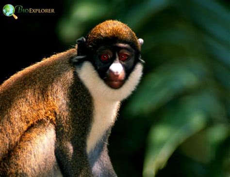Lesser Spotted Nosed Monkey Characteristics Cercopithecus Petaurista