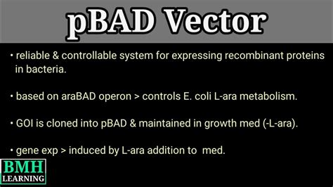 Pbad Vector Pbad Expression Vector Youtube
