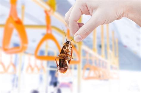 Premium Photo Hand Holding Cockroach With Inside Public Bus