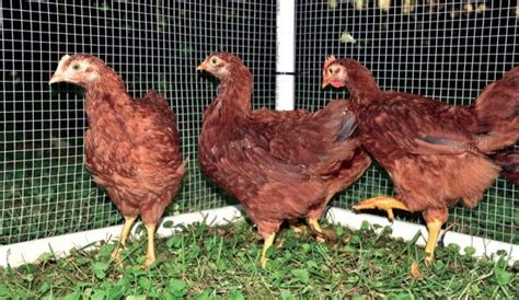 Teenage Cockerels And Pullets Can Require Extra Attention Hobby Farms