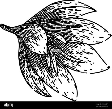 Crocus Saffron Sketch Hand Drawn Vector Stock Vector Image And Art Alamy