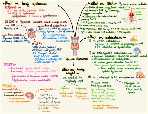 Mind Map Of Thyroid Hormone Functions Schemes And Mind Maps