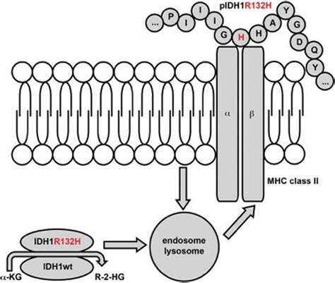 Idh1 Is A Cytosolic Protein With Enzymatic Activity A Point Mutation Download Scientific