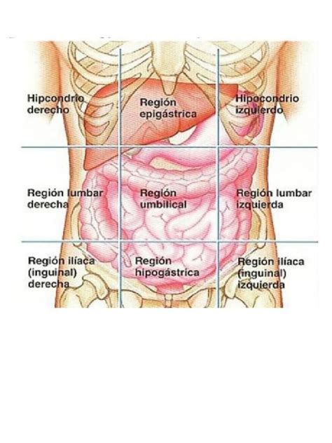 Mapa Interactivo Cuadrantes Abdominales