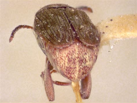 Bean Weevil