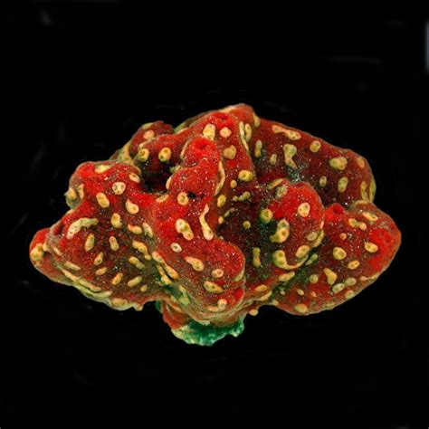 Red Ball Sponge With Encrusting Zoanthid Kp Aquatics