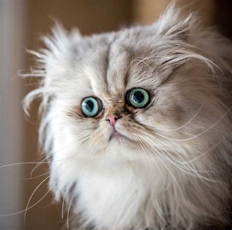 Gato Persa Una Raza Que Te Va Sorprender Feelcats
