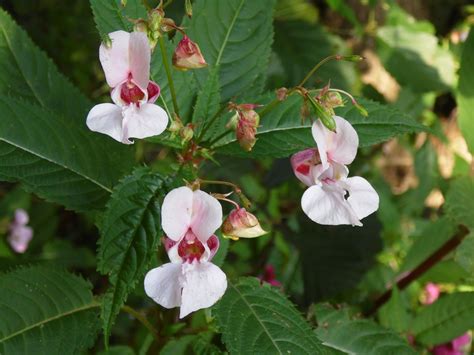Balsam Flower Indian Free Photo On Pixabay Pixabay